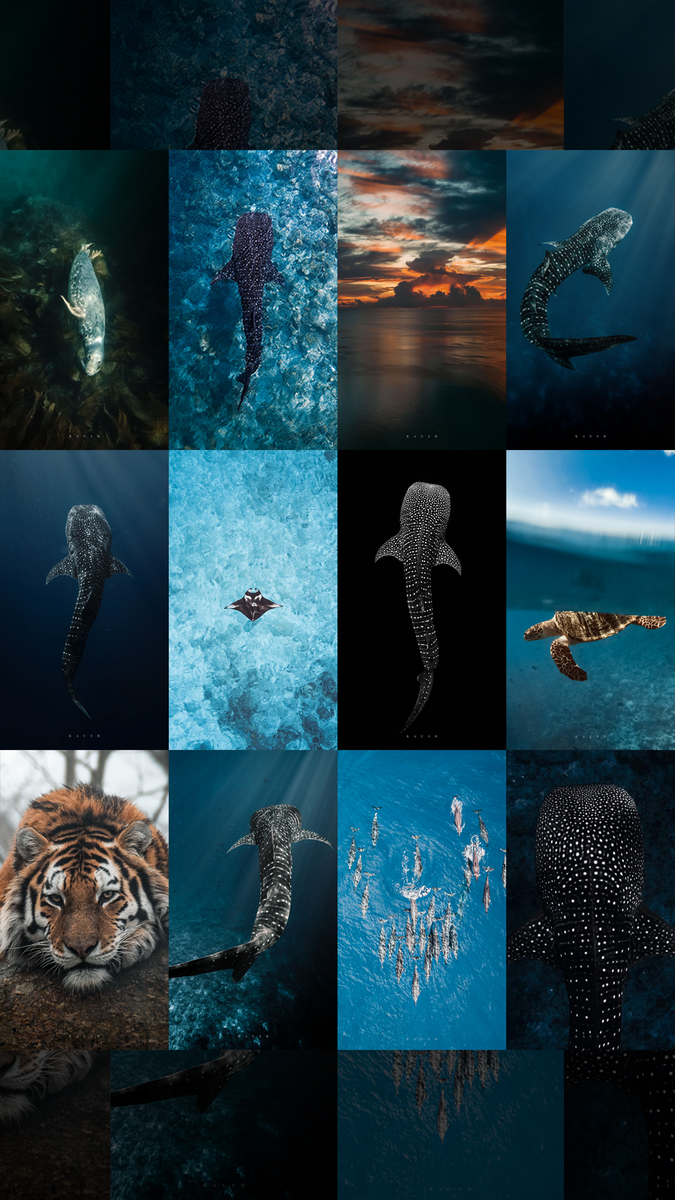 Wallpapers – Kaush