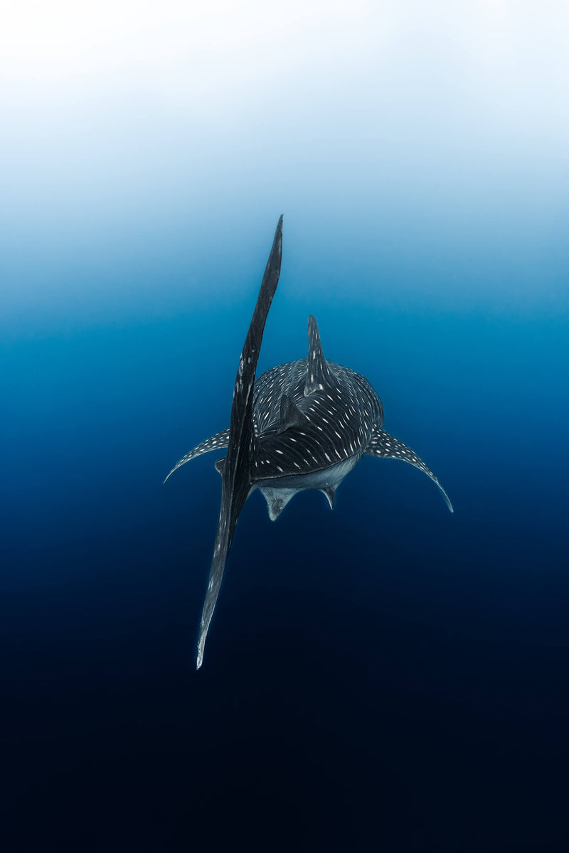 Whale Shark Expedition 2024 Final Invoice – Kaush