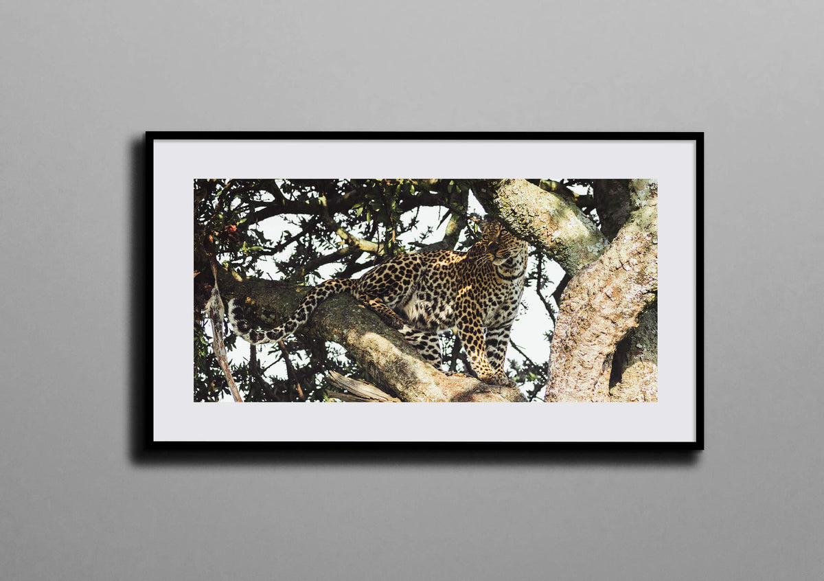 Elevated View – Kaush